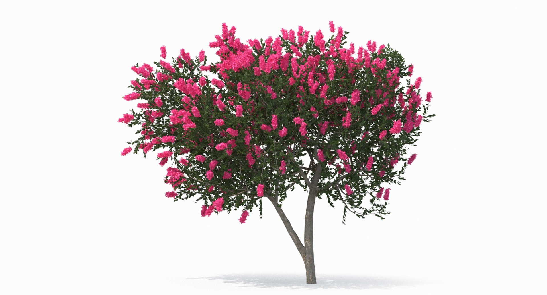 Evergreen Small Tree Myrtle 3D Model - TurboSquid 1387428