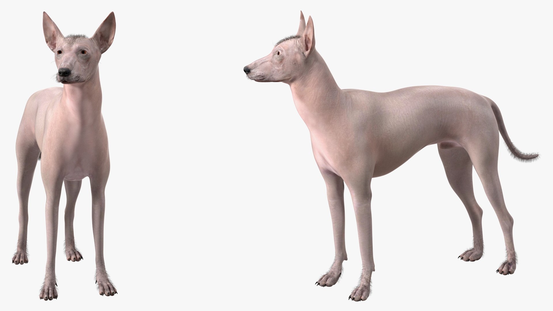 Mexican Hairless Dog Xolo Fur For Maya 3D Model - TurboSquid 2288141
