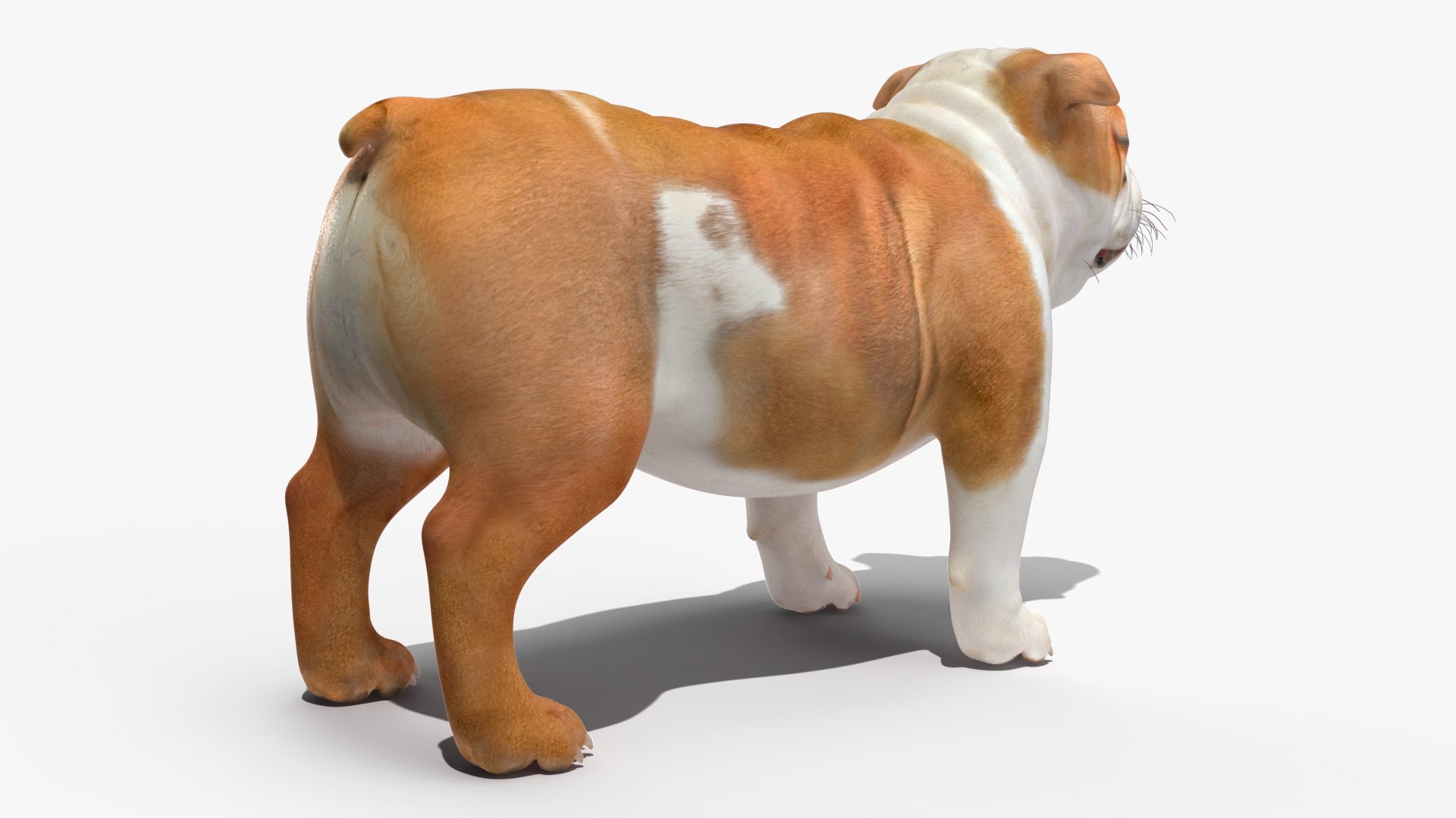 Bulldog 3D model - TurboSquid 2177593