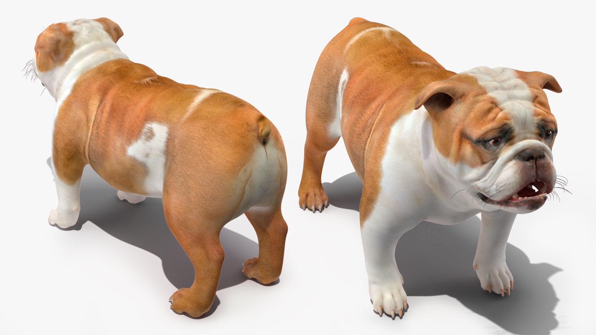Bulldog 3D model - TurboSquid 2177593