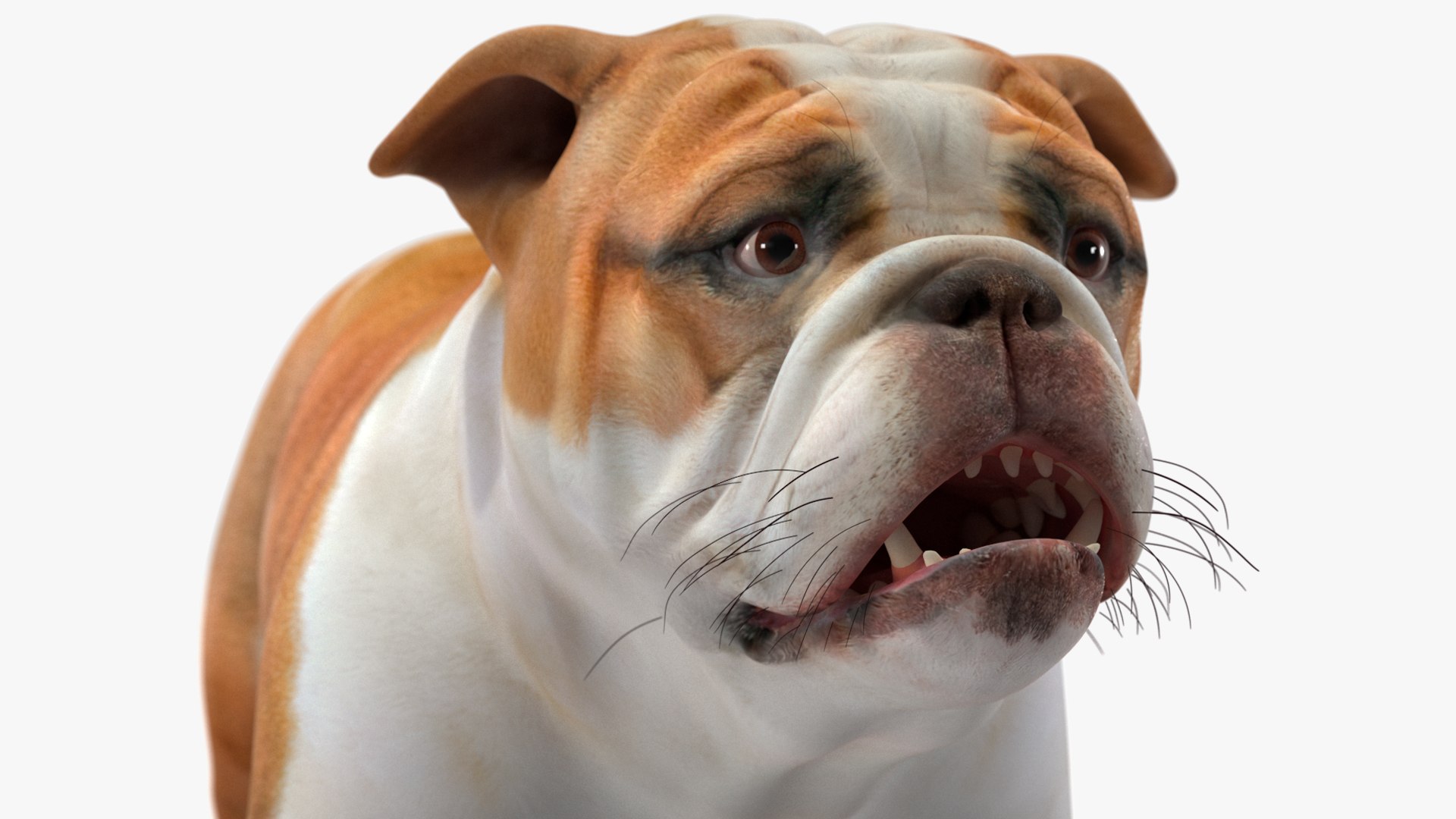 Bulldog 3D model - TurboSquid 2177593
