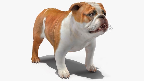modelo 3d Buldog - TurboSquid 2177593