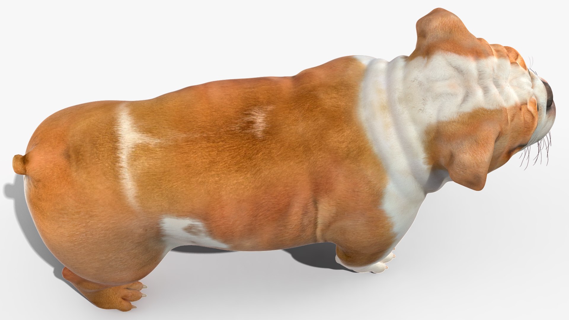 Bulldog 3D model - TurboSquid 2177593
