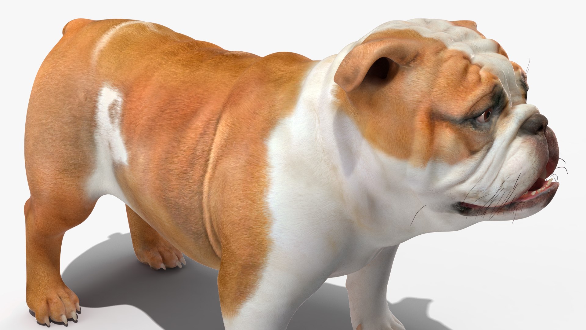 Bulldog 3D model - TurboSquid 2177593