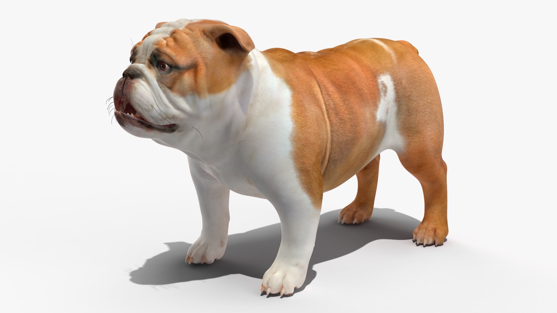 Bulldog 3D model - TurboSquid 2177593