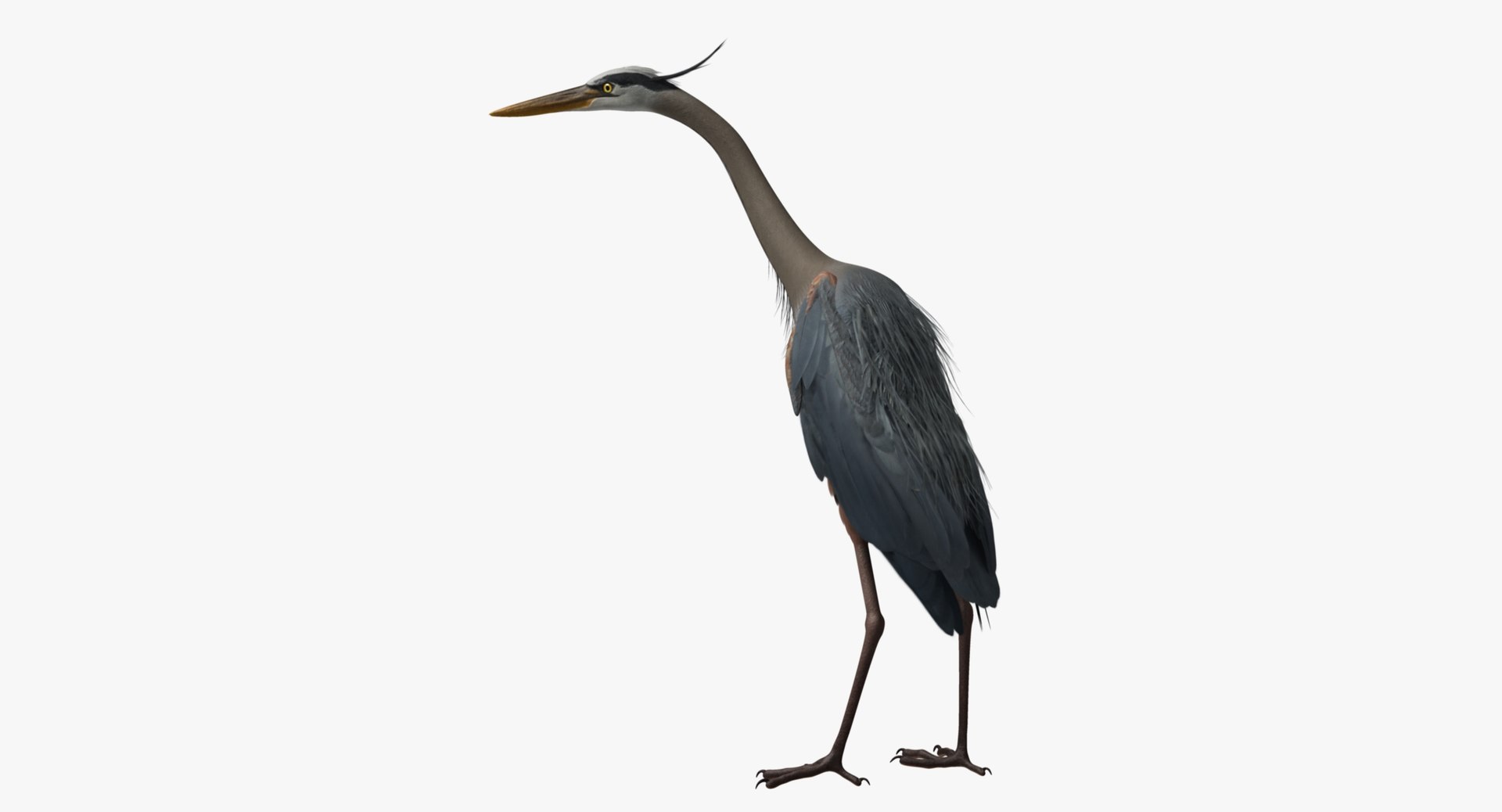 Ardea Herodias Great Blue Heron Obj