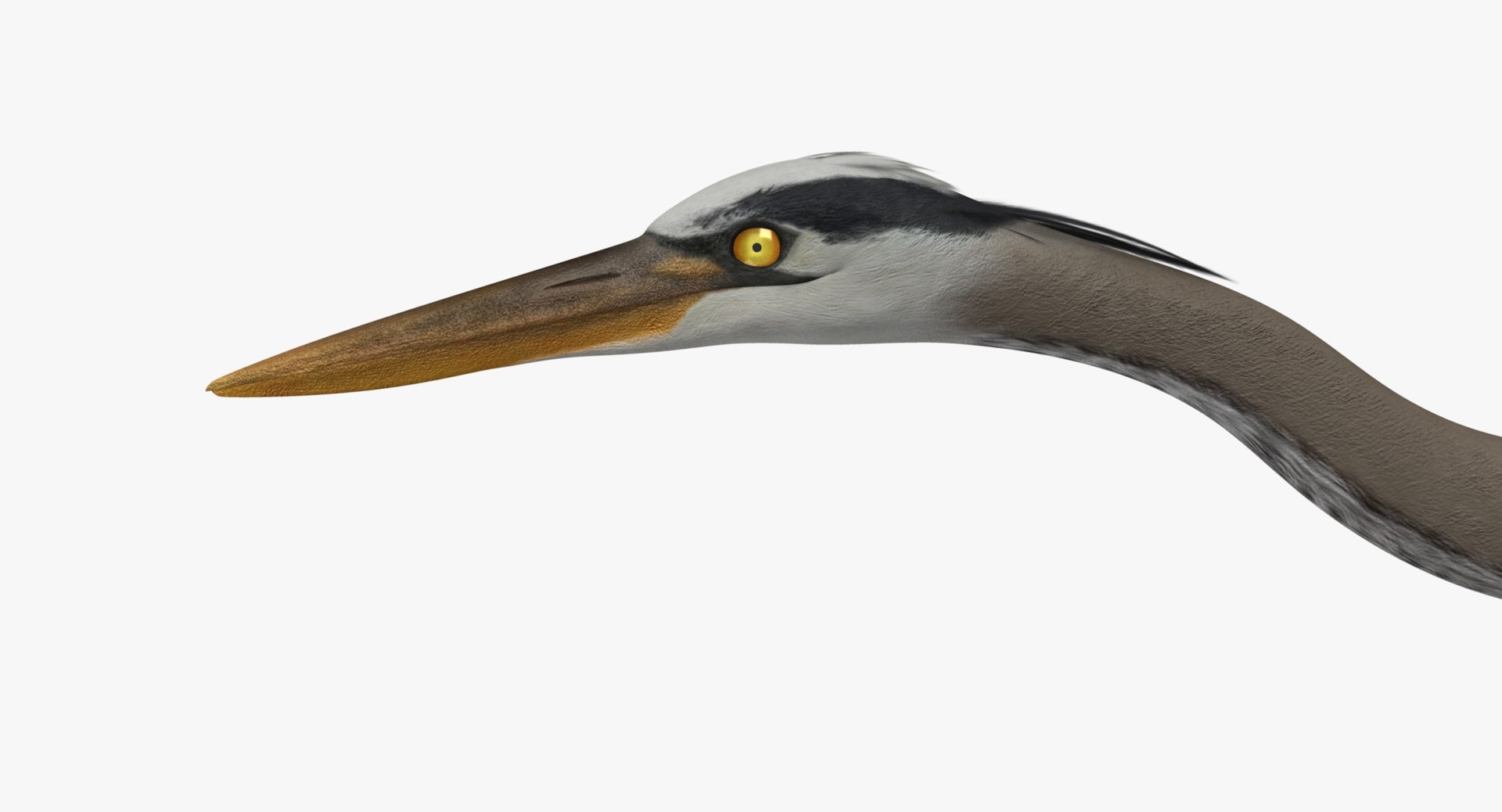 Ardea Herodias Great Blue Heron Obj