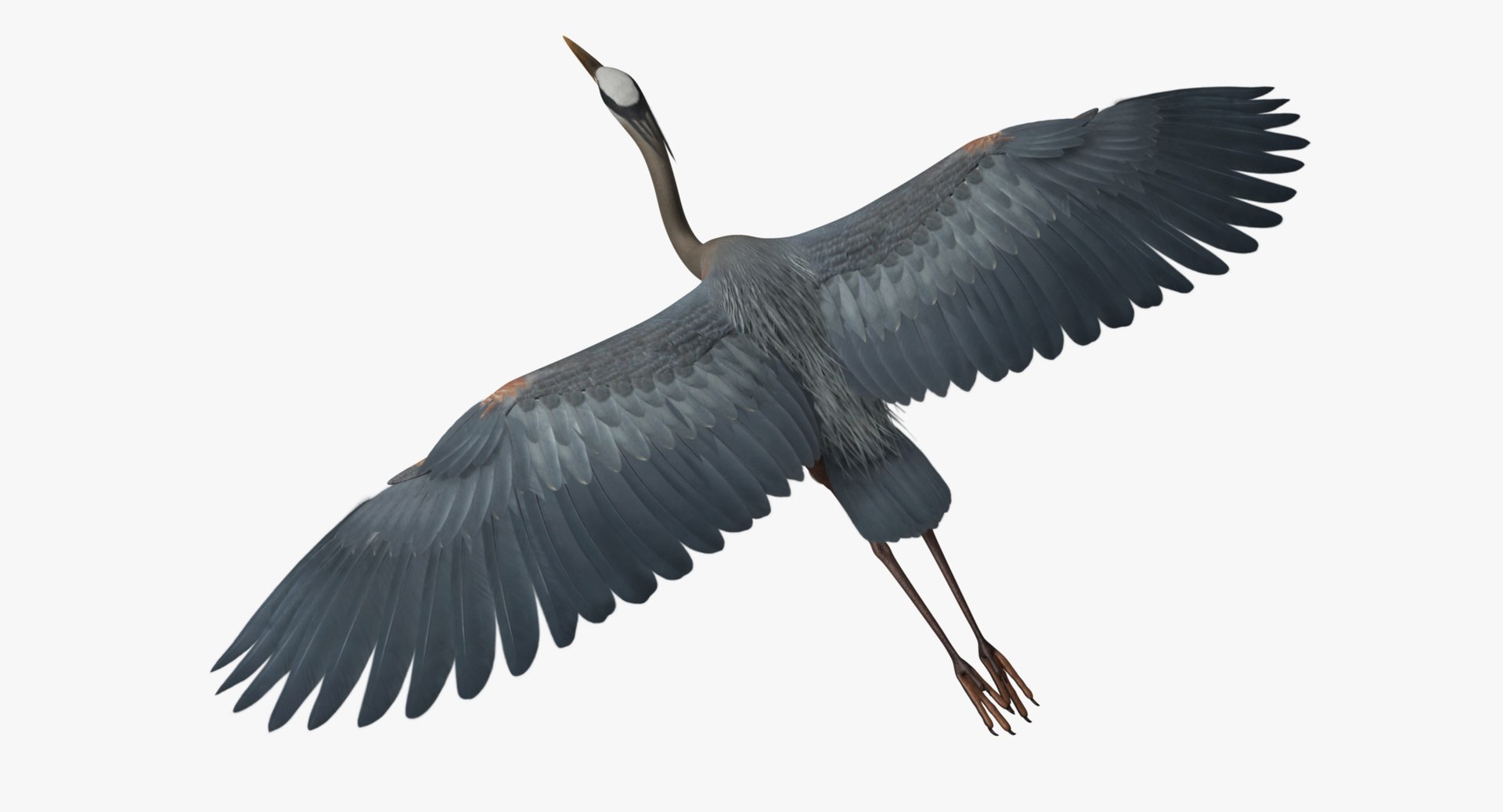 Ardea Herodias Great Blue Heron Obj