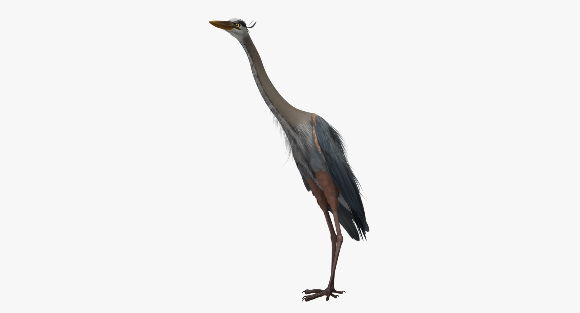 Ardea Herodias Great Blue Heron Obj