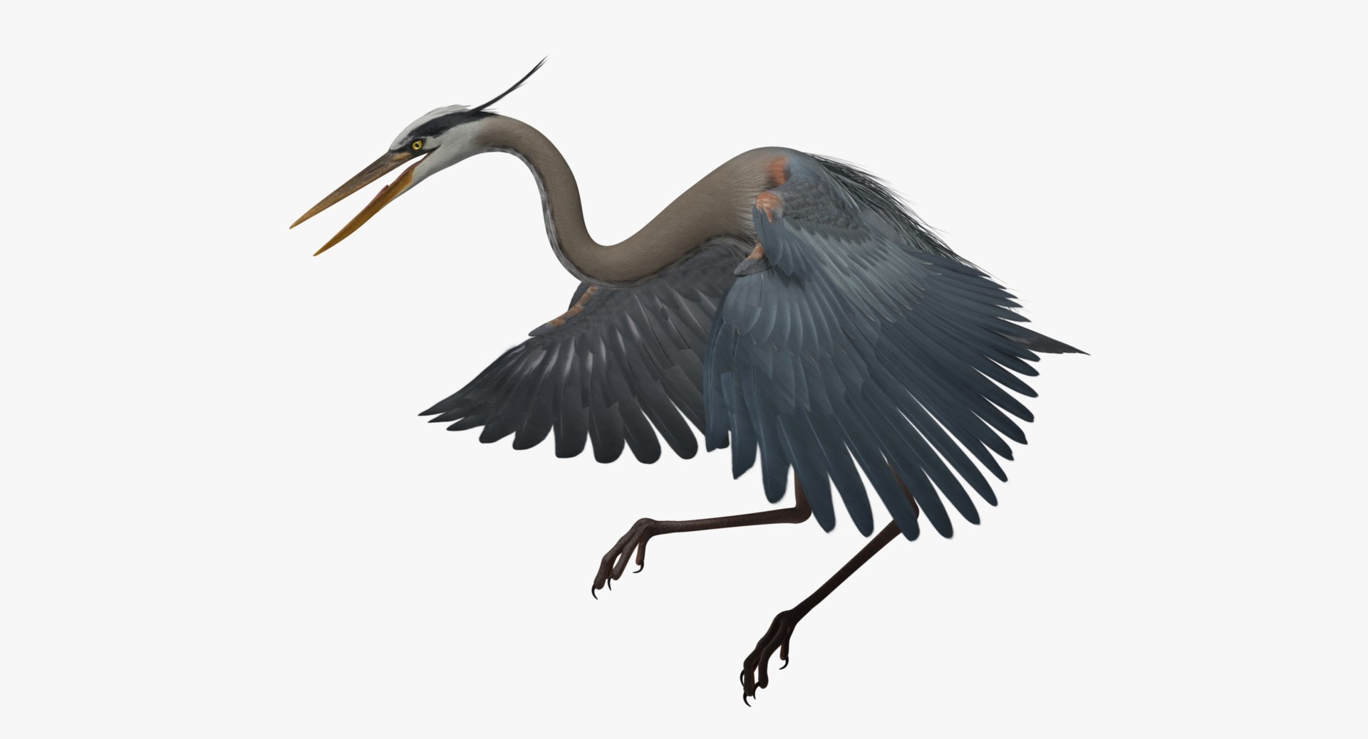 Ardea Herodias Great Blue Heron Obj