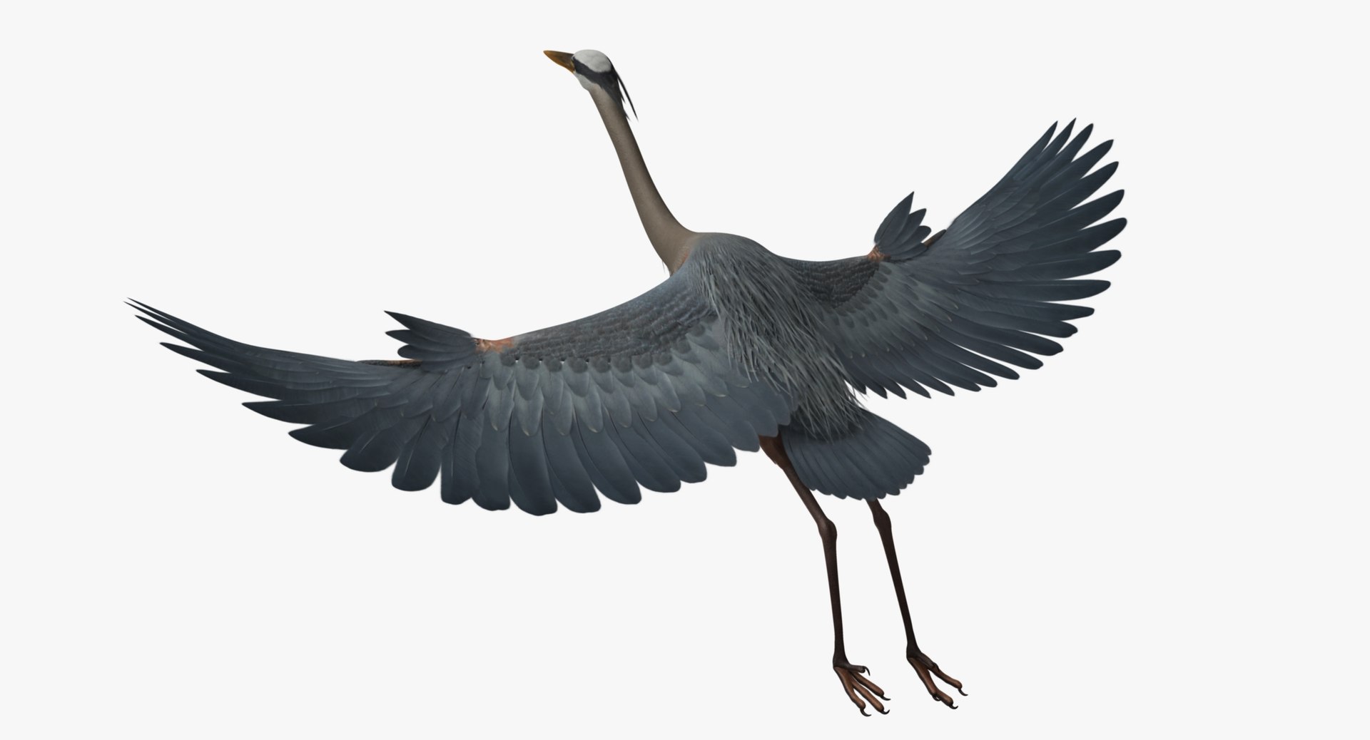 Ardea Herodias Great Blue Heron Obj