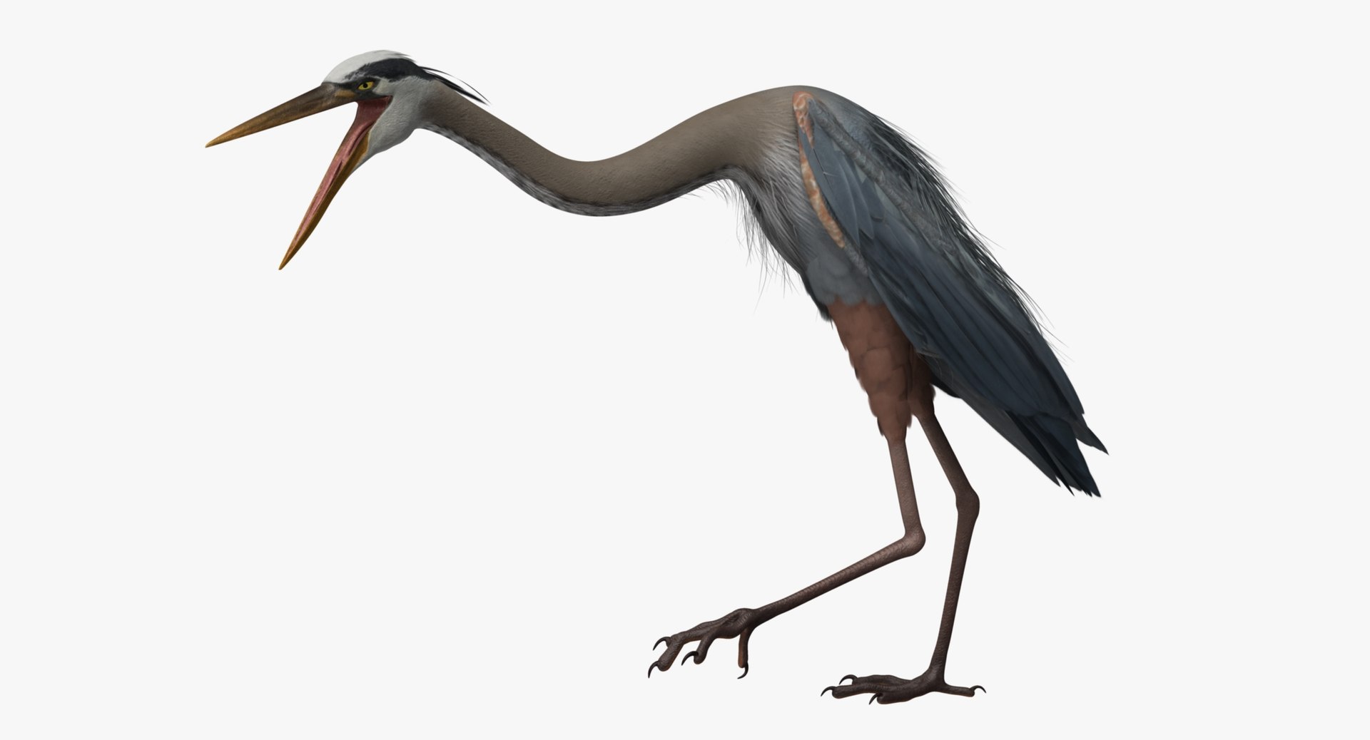 Ardea Herodias Great Blue Heron Obj