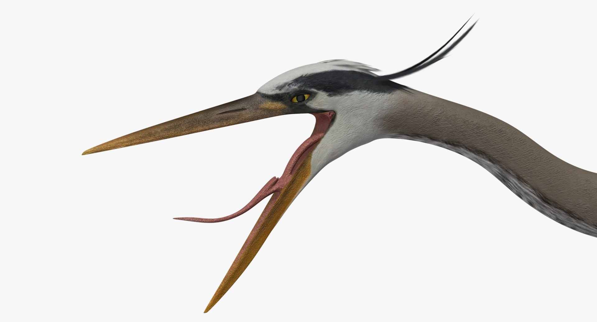 Ardea Herodias Great Blue Heron Obj