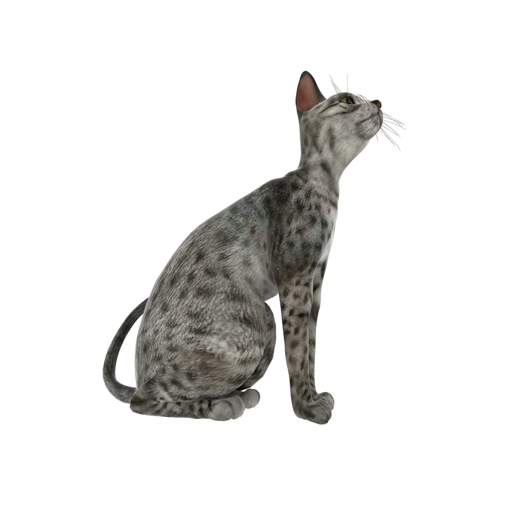 Cat Model 3DS MAX OBJ 3D Model - TurboSquid 2287936