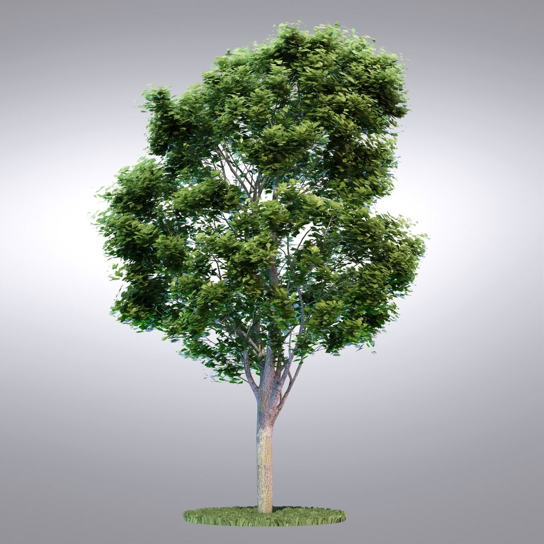 3d Hi Realistic Series Tree