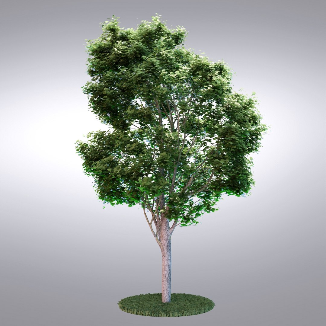 3d Hi Realistic Series Tree