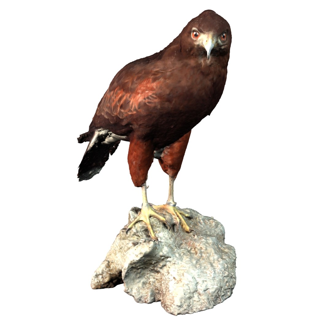 Hawk 3d Model
