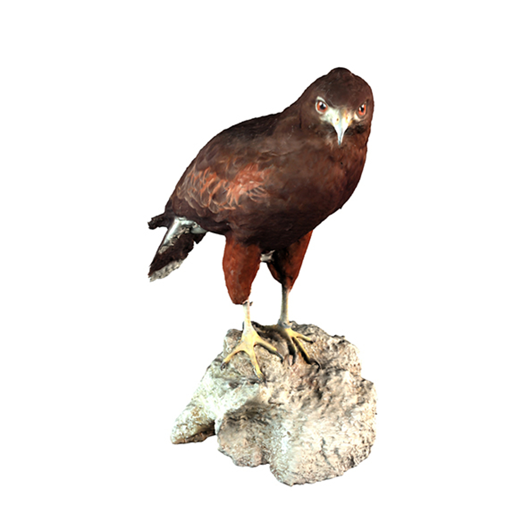 Hawk 3d Model