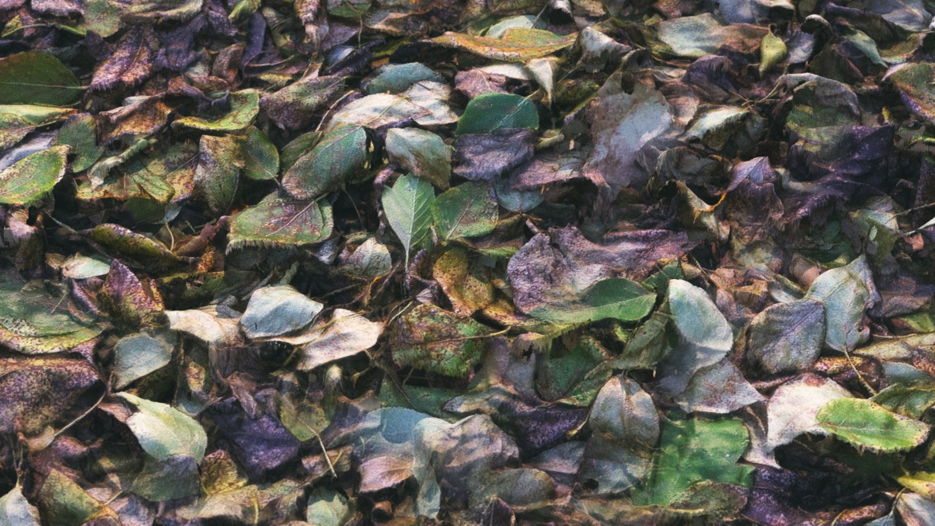 3D Autumn Foliage Material 01 - TurboSquid 1966491