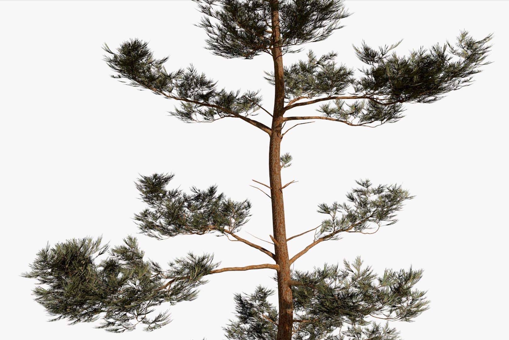 3D pine tree 6 - TurboSquid 1359156