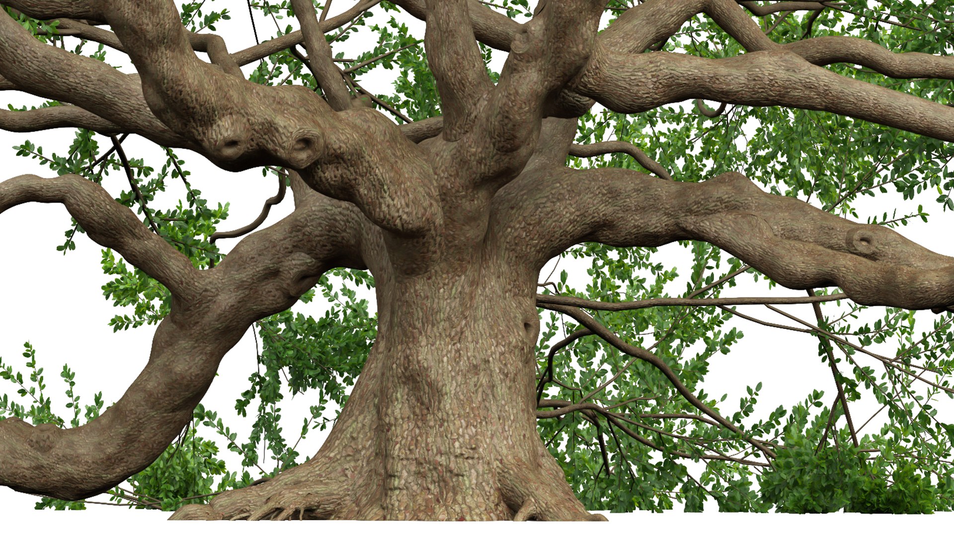 3D Angel Oak Live Tree Lying Floor - TurboSquid 2153500