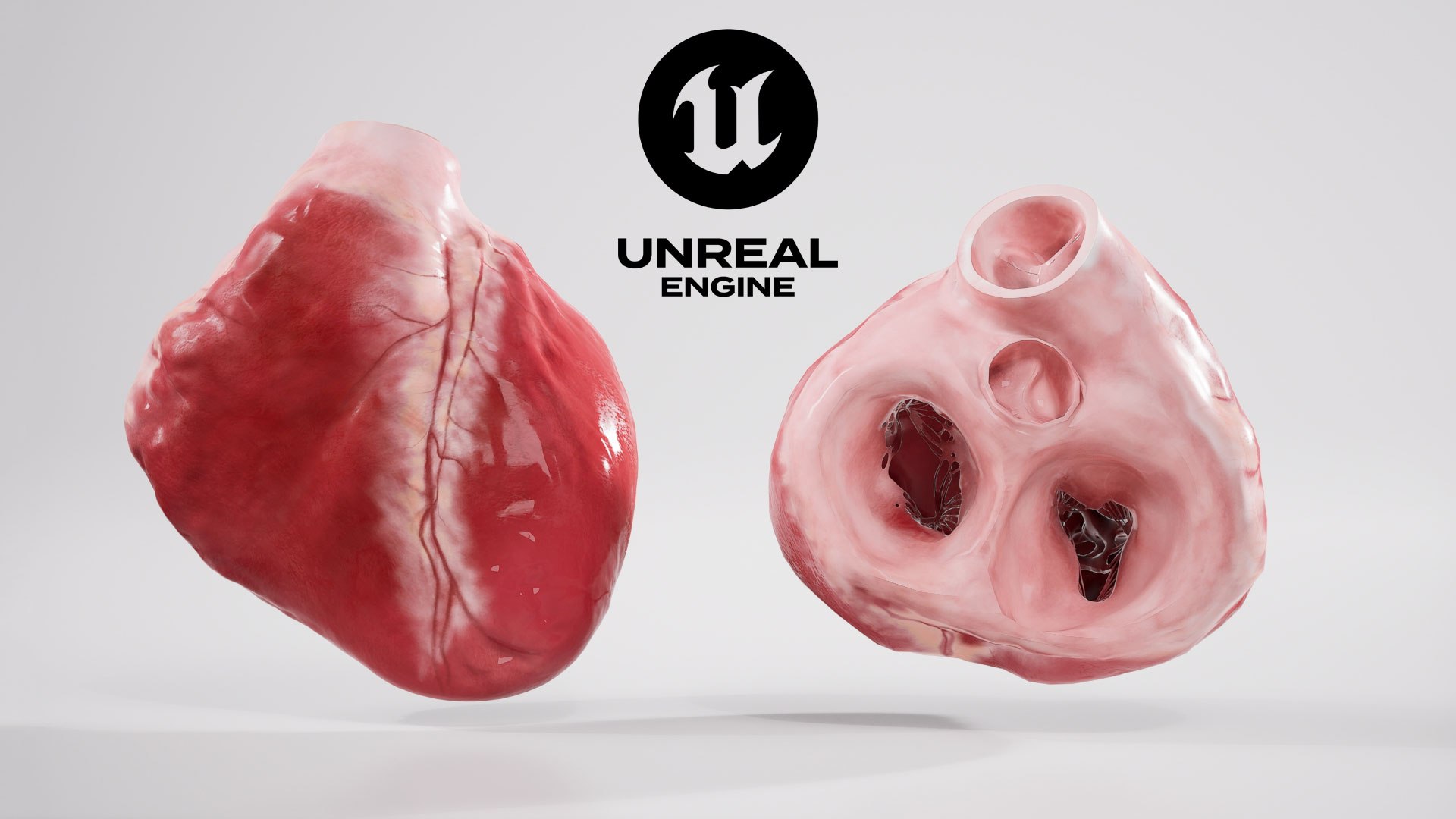 Human Heart Anatomy Animated 3D Model - TurboSquid 2276472