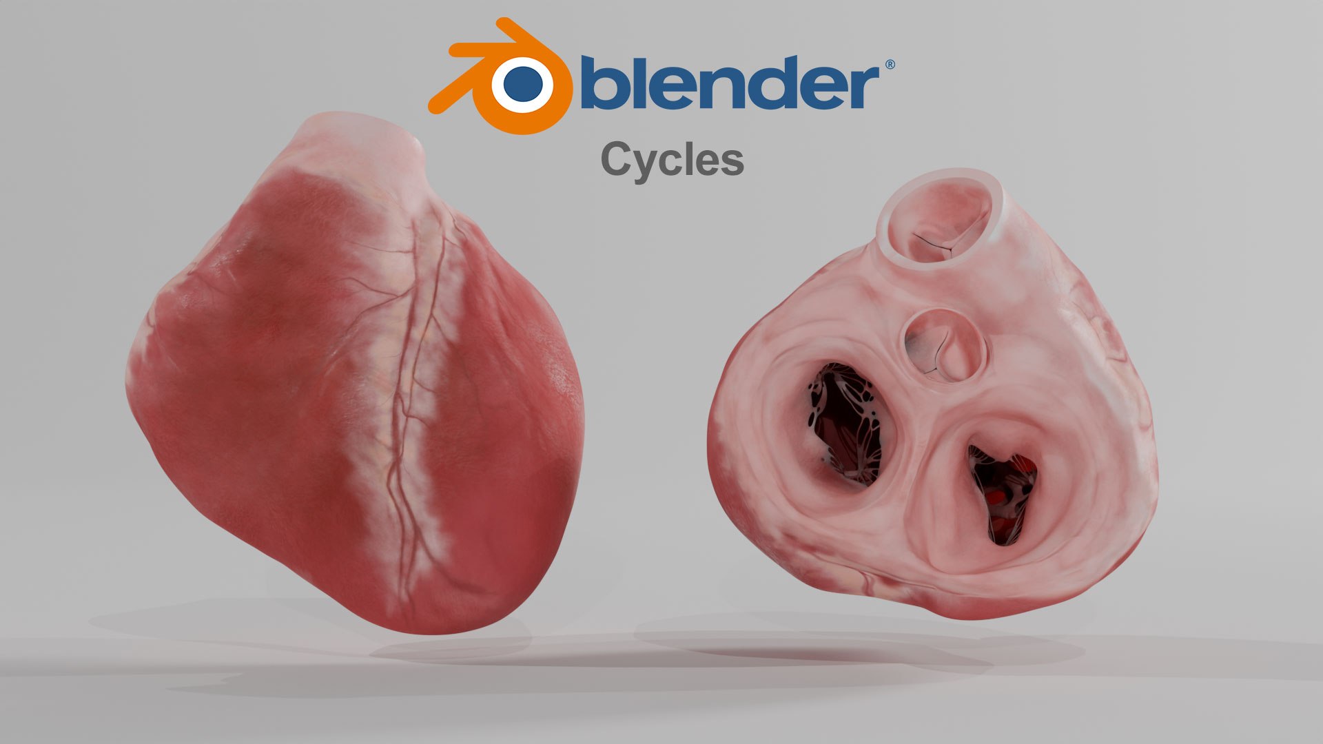 Human Heart Anatomy Animated - Transverse Section 3D Model - TurboSquid ...