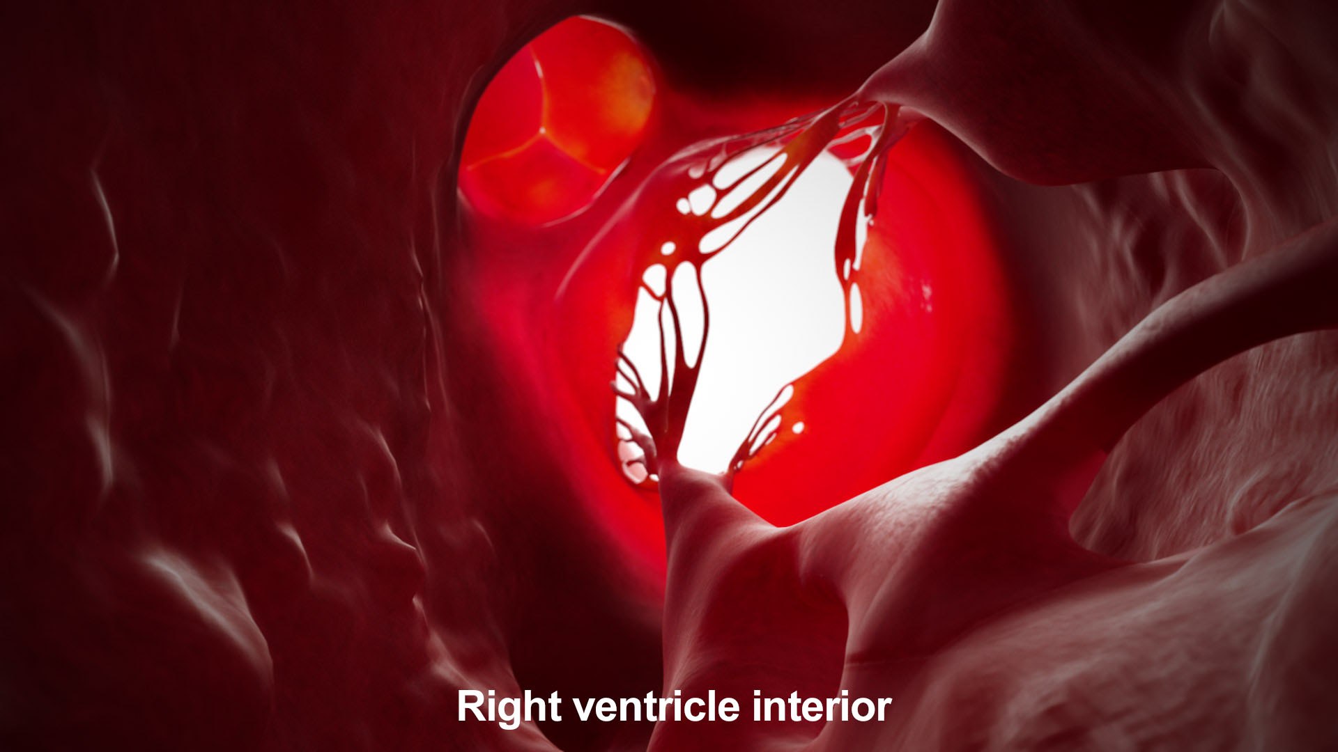 Human Heart Anatomy Animated - Transverse Section 3D Model - TurboSquid ...