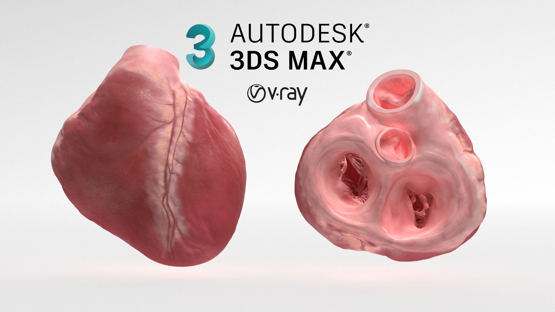 Human Heart Anatomy Animated 3D Model - TurboSquid 2276472