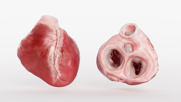 modelo 3d Modelo anatómico animado del corazón humano con válvulas ...