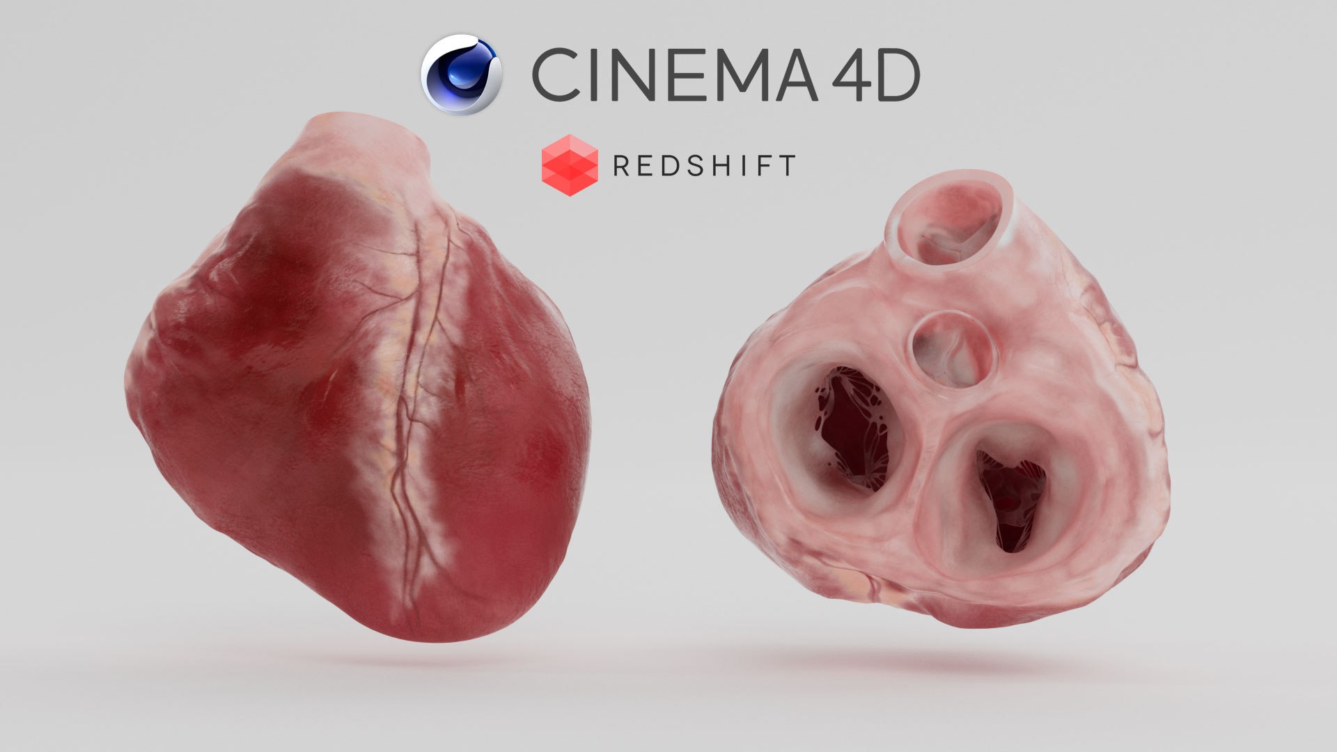 Human Heart Anatomy Animated - Transverse Section 3D Model - TurboSquid ...