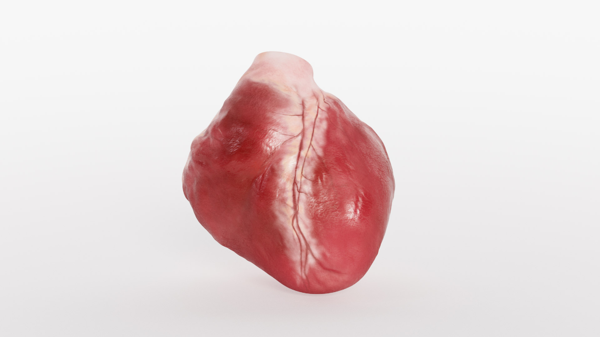 Human Heart Anatomy Animated - Transverse Section 3D Model - TurboSquid ...