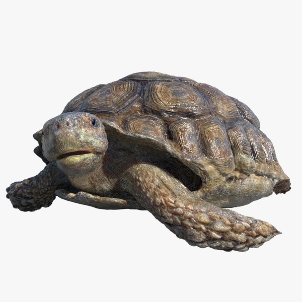 Turtle 3D Models for Download | TurboSquid