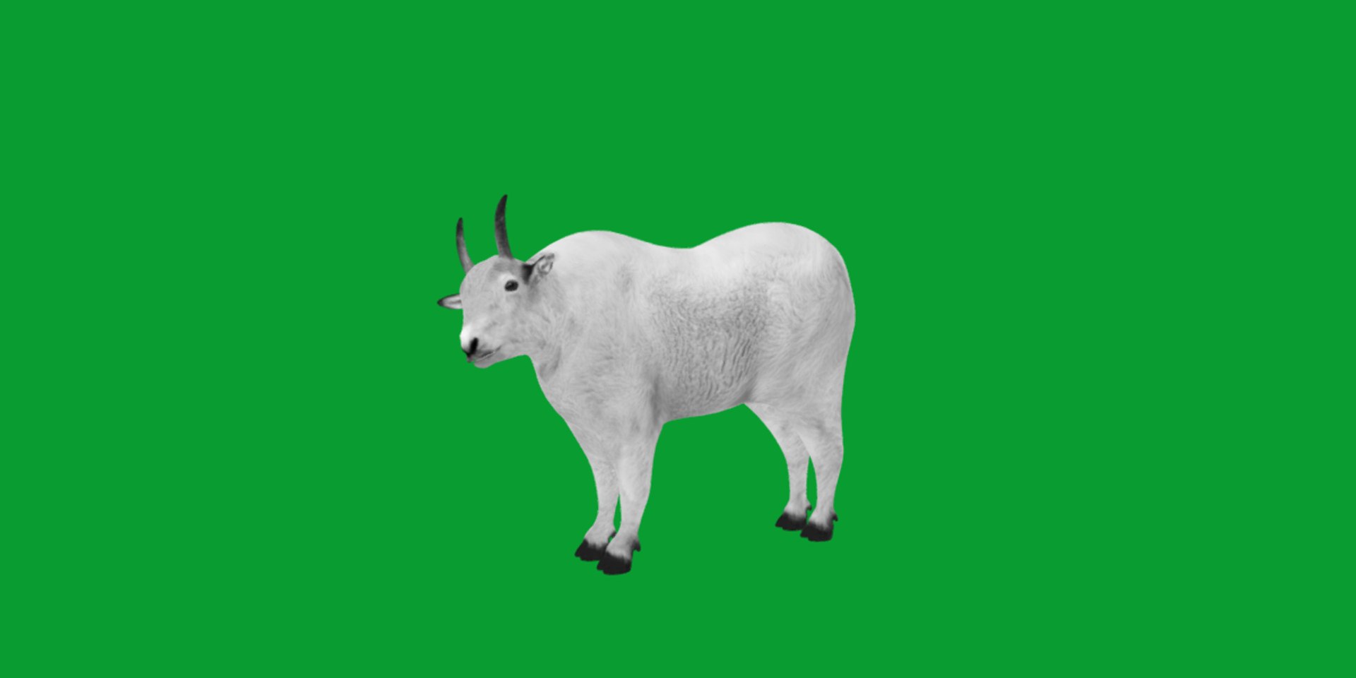 Mountain Goat Model - TurboSquid 2333721