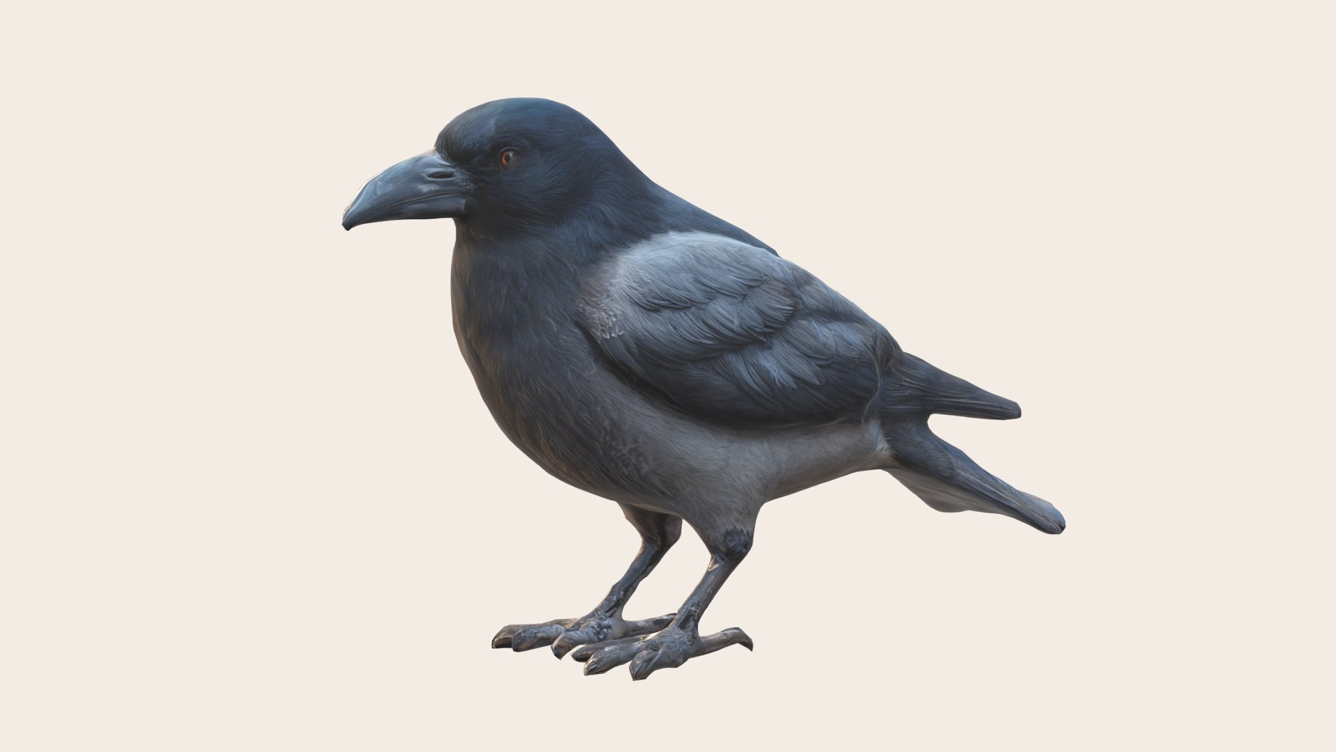 Crow 3D Model - TurboSquid 2232552