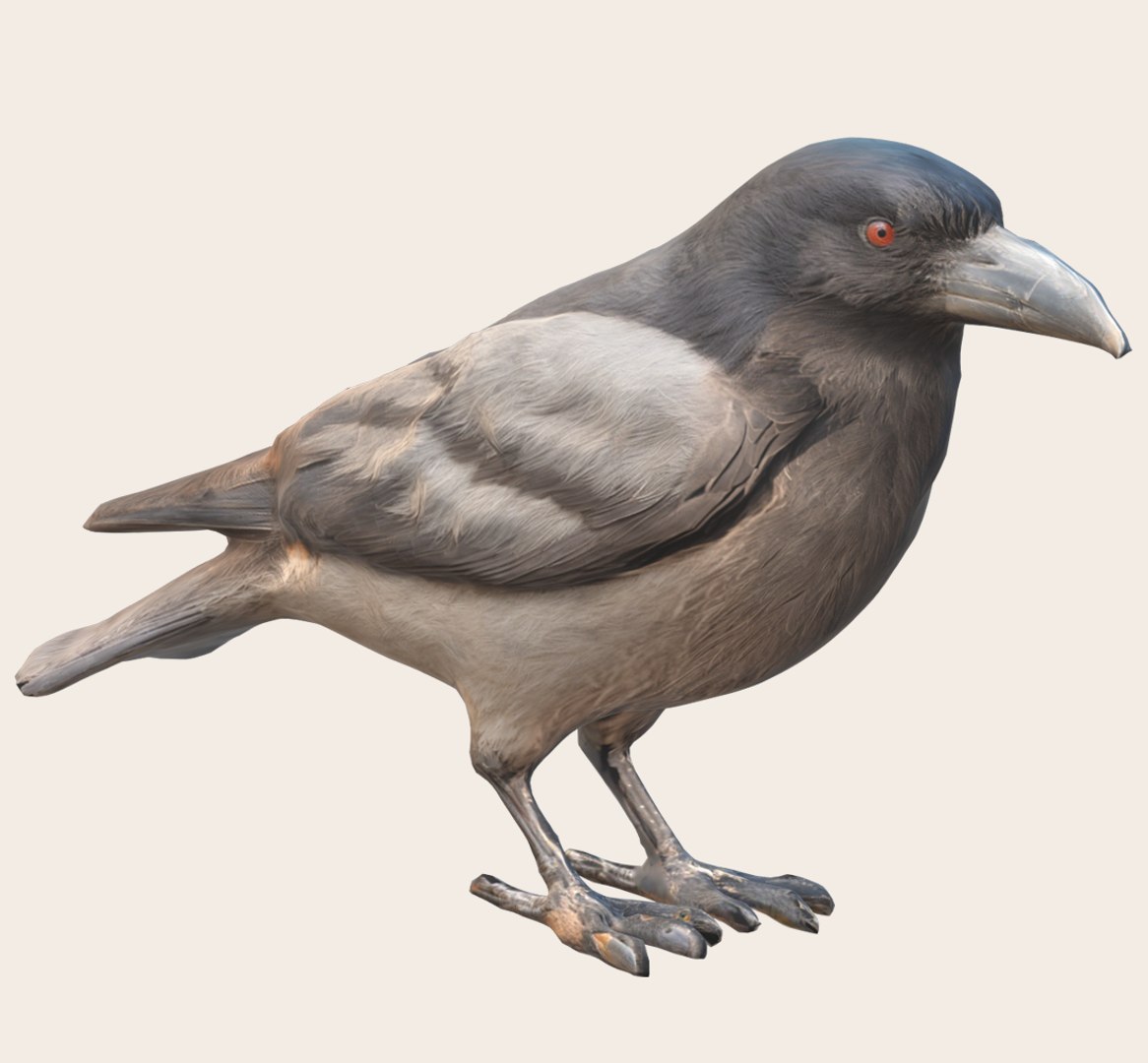 Crow 3D Model - TurboSquid 2232552