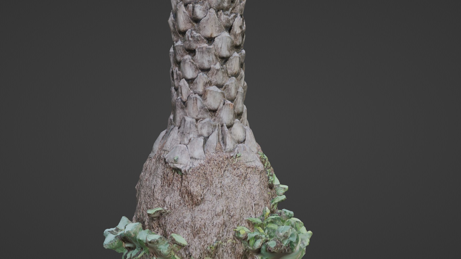 3D Palm Tree Model - TurboSquid 2329784