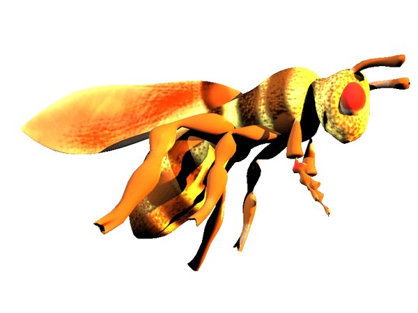 3d wasp model