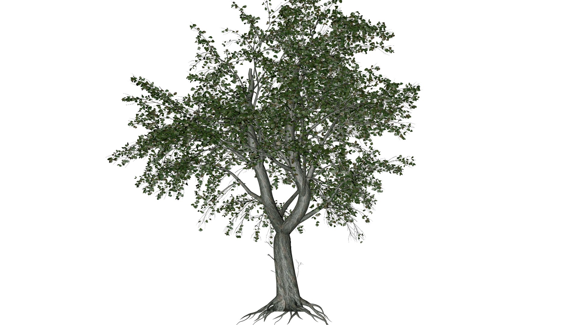3D Katsura Tree - 01 - - TurboSquid 2376724