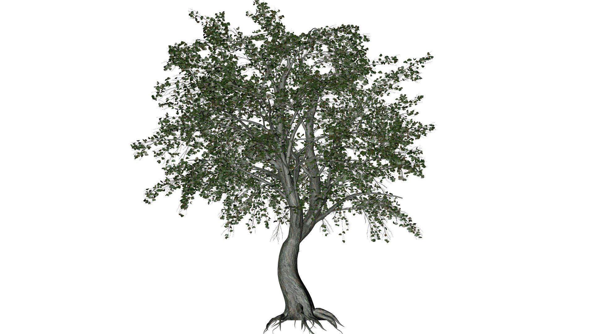 3D Katsura Tree - 01 - - TurboSquid 2376724