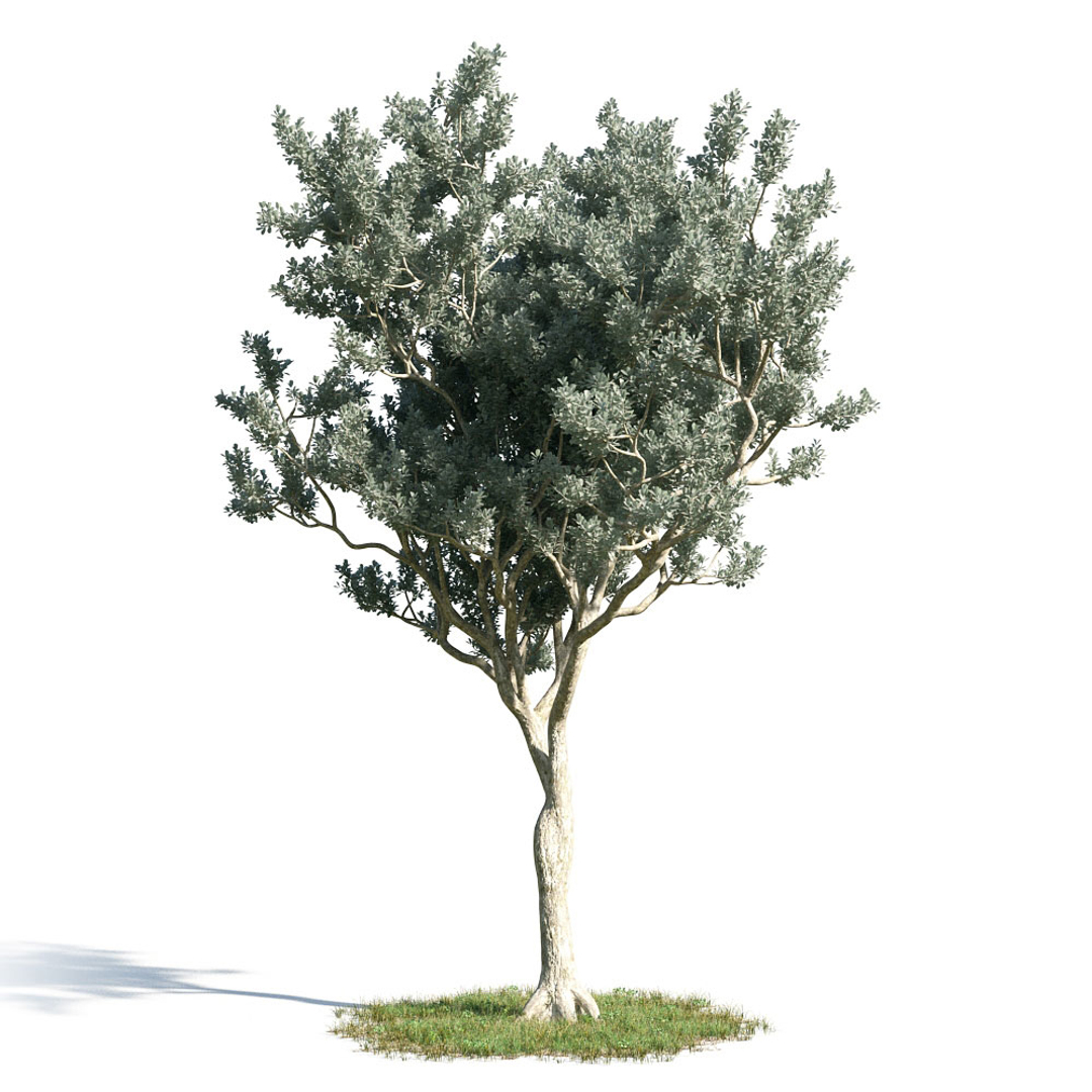 3d model of archmodels vol 154 plants trees