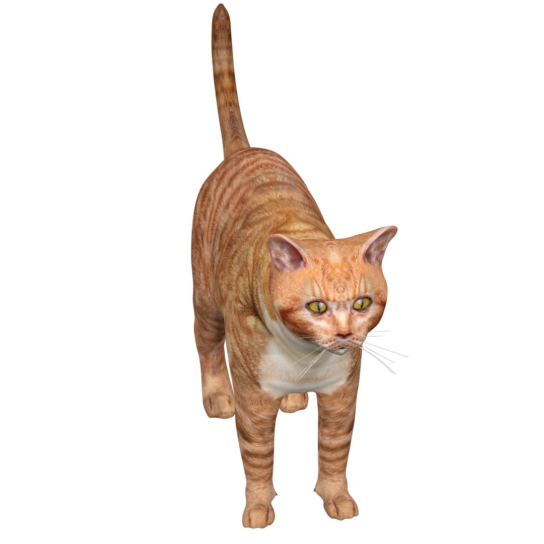 3D model Orange Cat Tabby - TurboSquid 2153833
