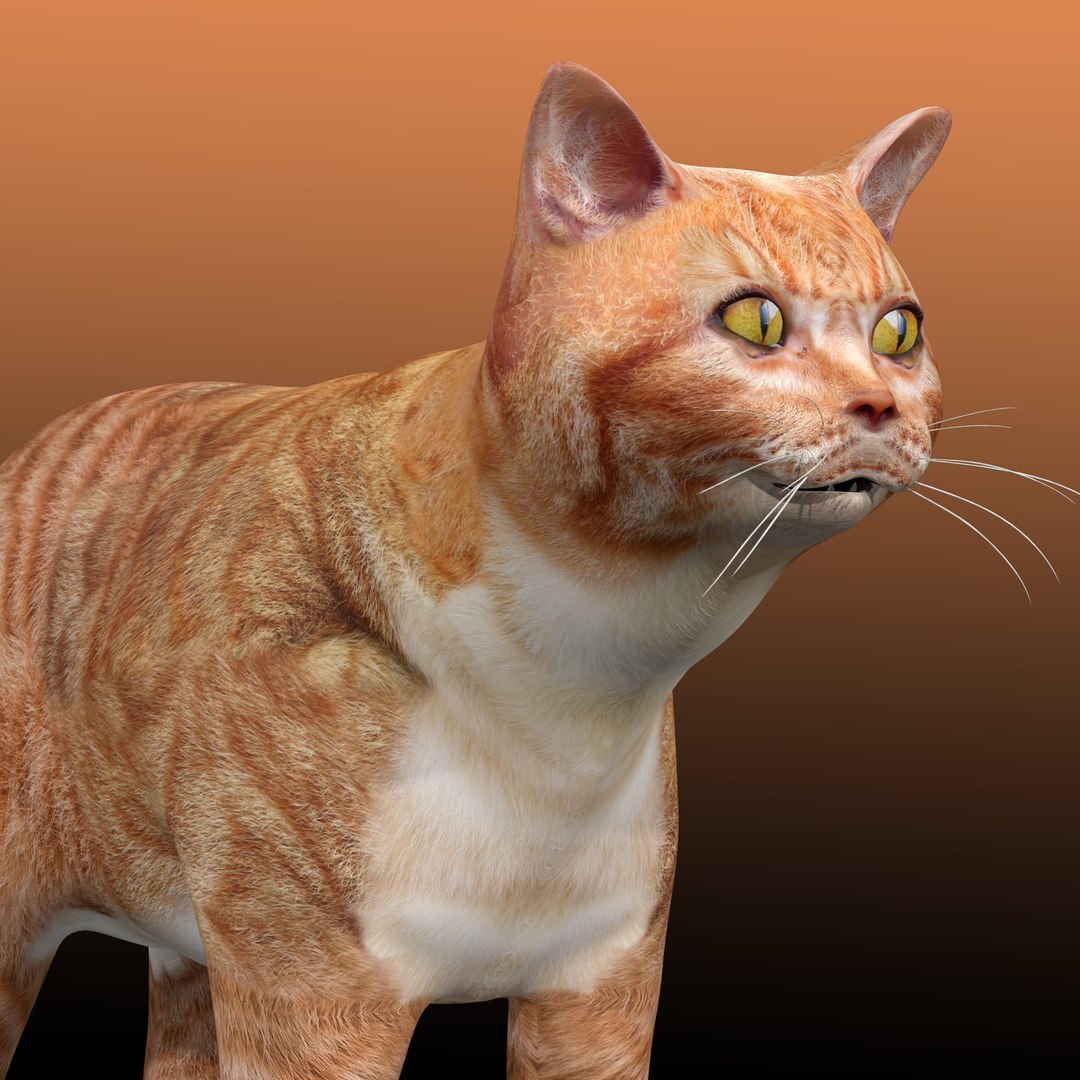 3D model Orange Cat Tabby - TurboSquid 2153833