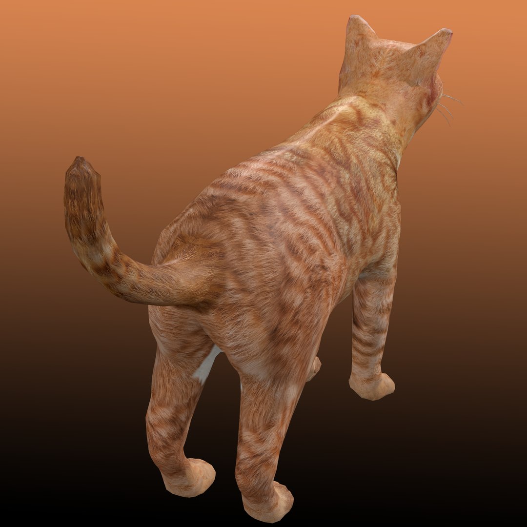 3D model Orange Cat Tabby - TurboSquid 2153833