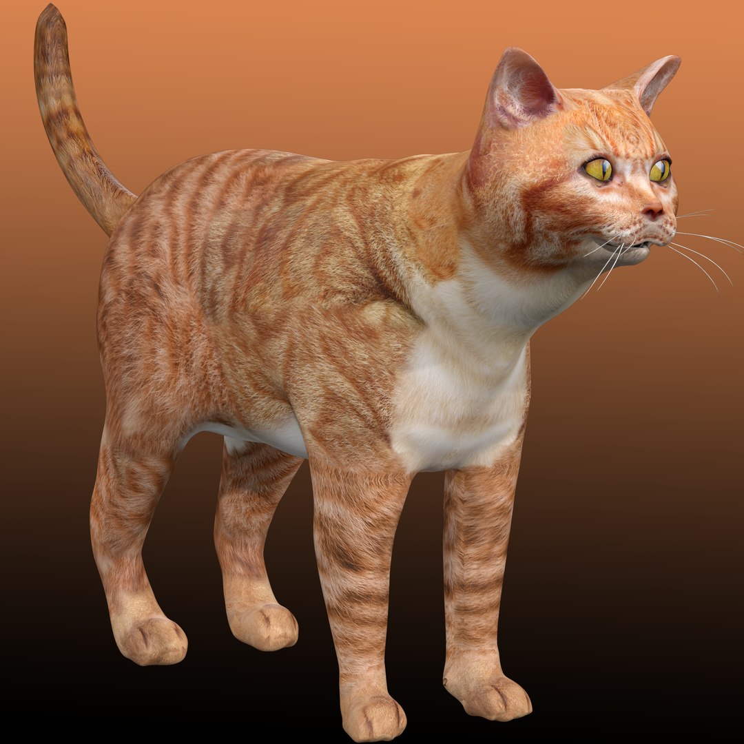 3D model Orange Cat Tabby - TurboSquid 2153833