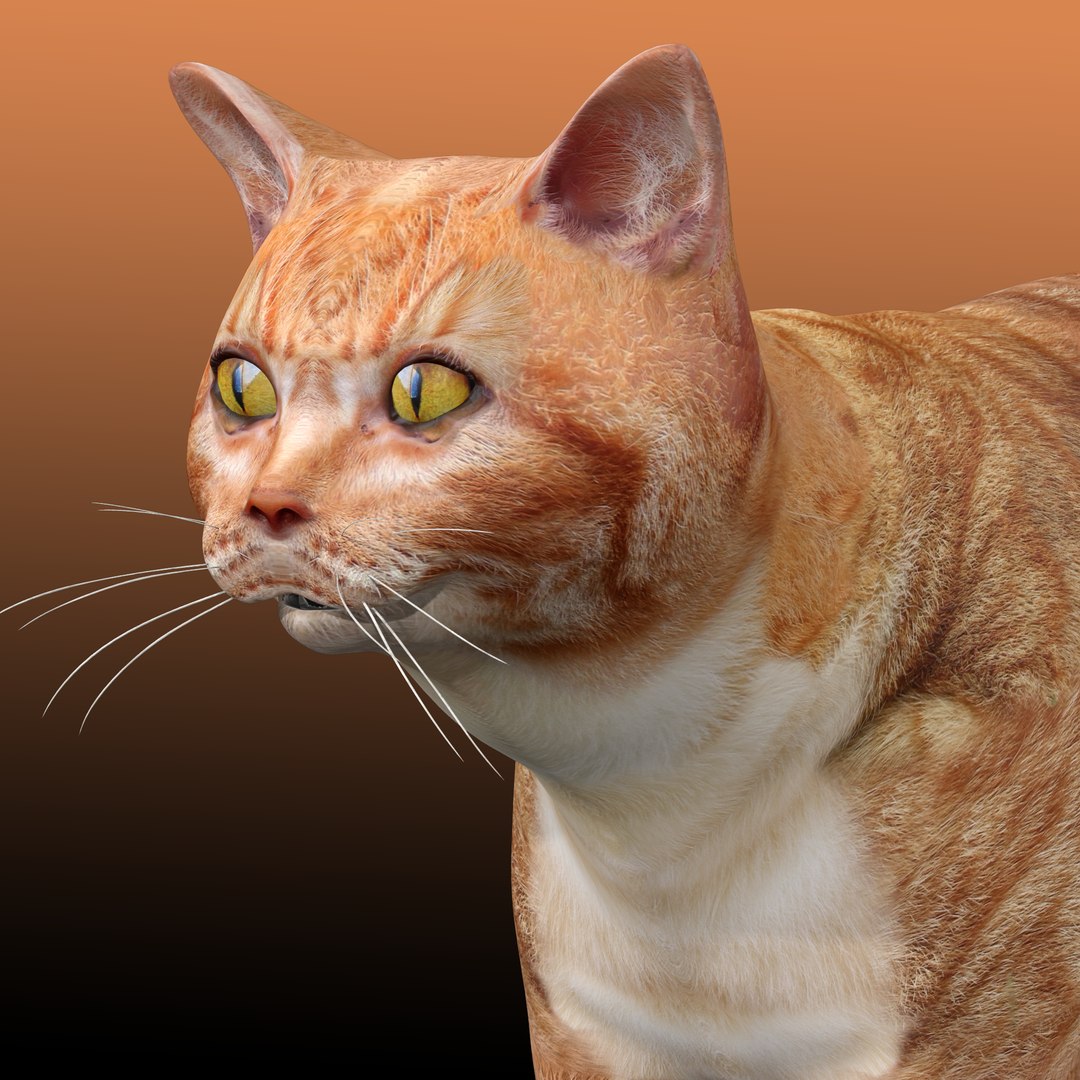 3D model Orange Cat Tabby - TurboSquid 2153833