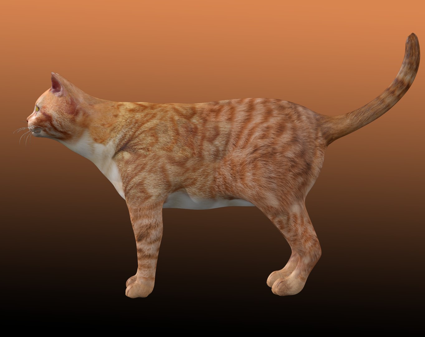 3D model Orange Cat Tabby - TurboSquid 2153833