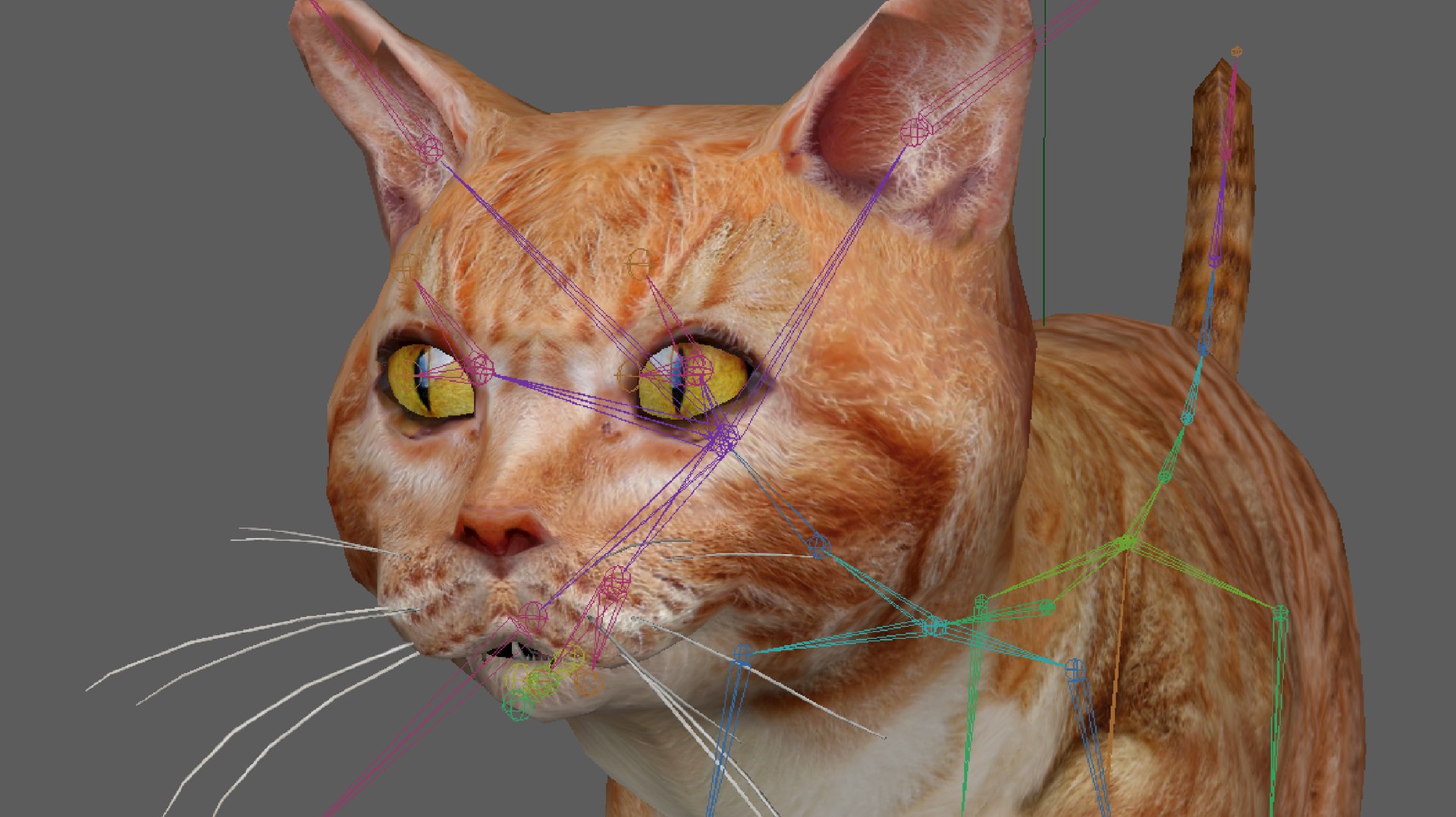 3D model Orange Cat Tabby - TurboSquid 2153833