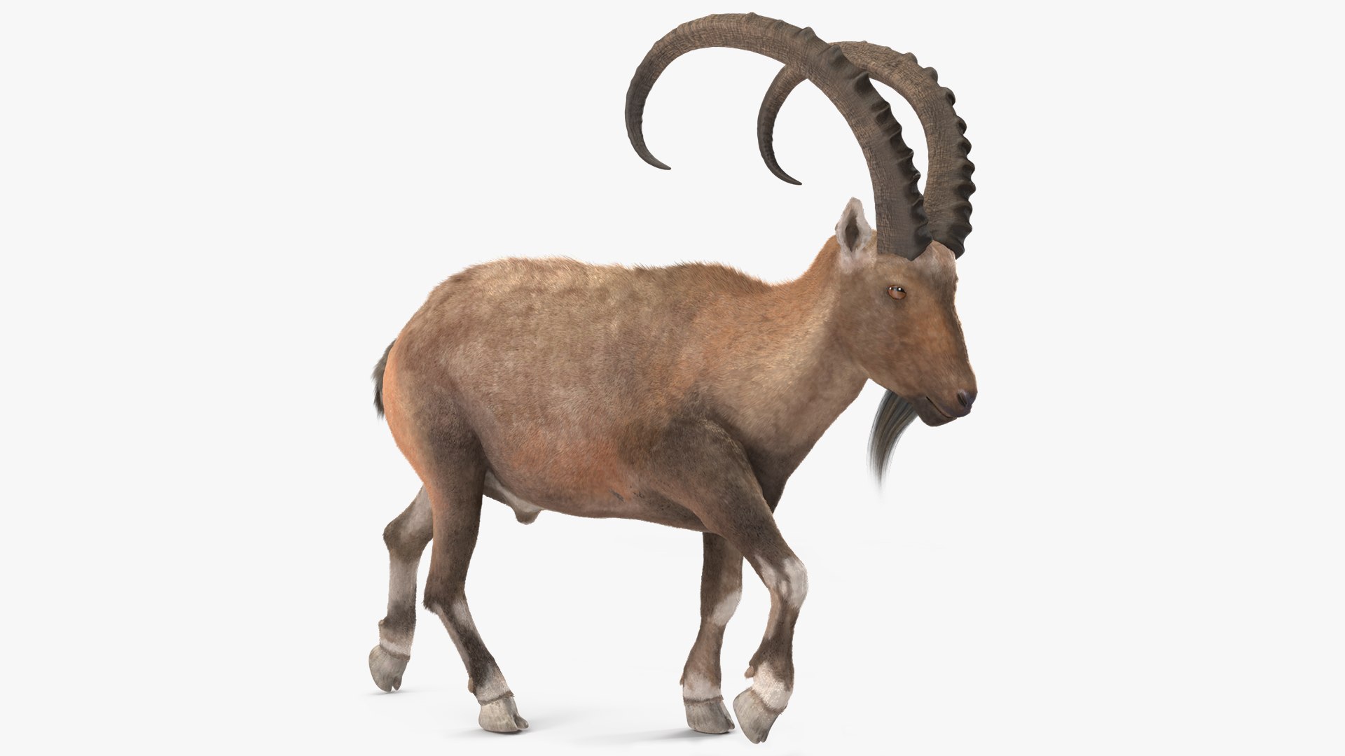 Alpine Ibex In Walking Pose Fur Model - TurboSquid 2219811