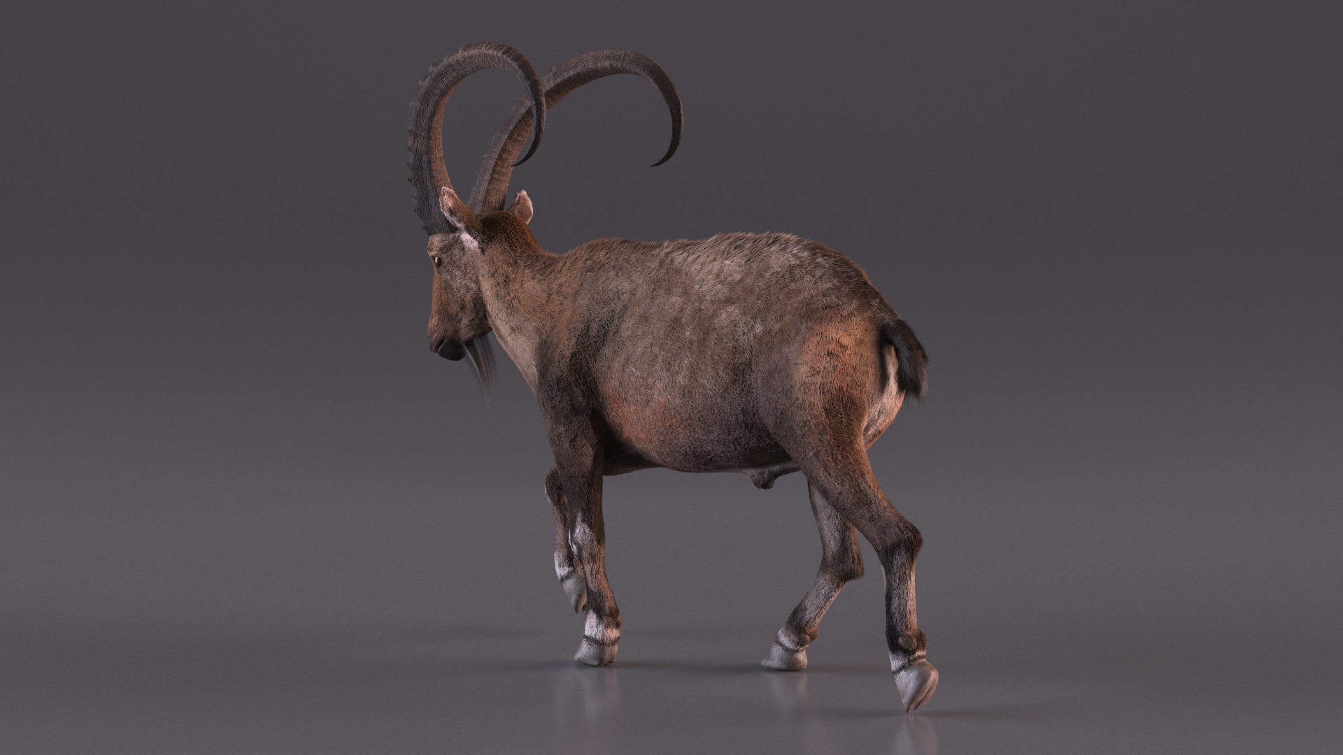 Alpine Ibex In Walking Pose Fur Model - TurboSquid 2219811